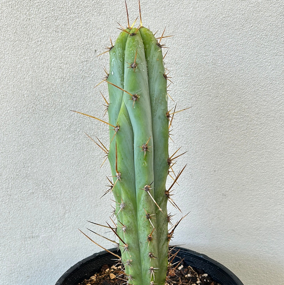 Sausage x Scop Cactus – The Cactus Cartel