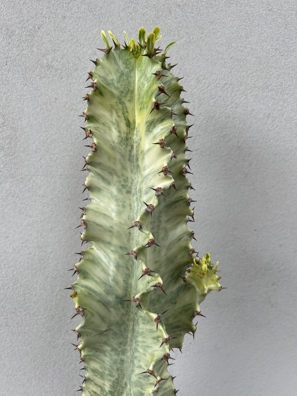 Euphorbia Ammak large 3 arms. – The Cactus Cartel