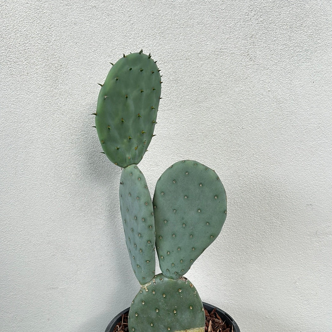 Burbank Spineless 4 paddles – The Cactus Cartel